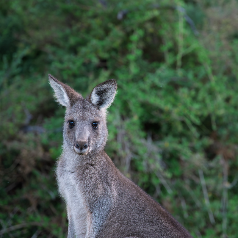 Sydney Urban Wildlife: How Native Animals Thrive in a Growing City ...